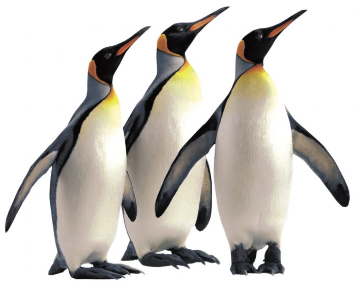 Everything you need to know about Igloo France Cellulose
